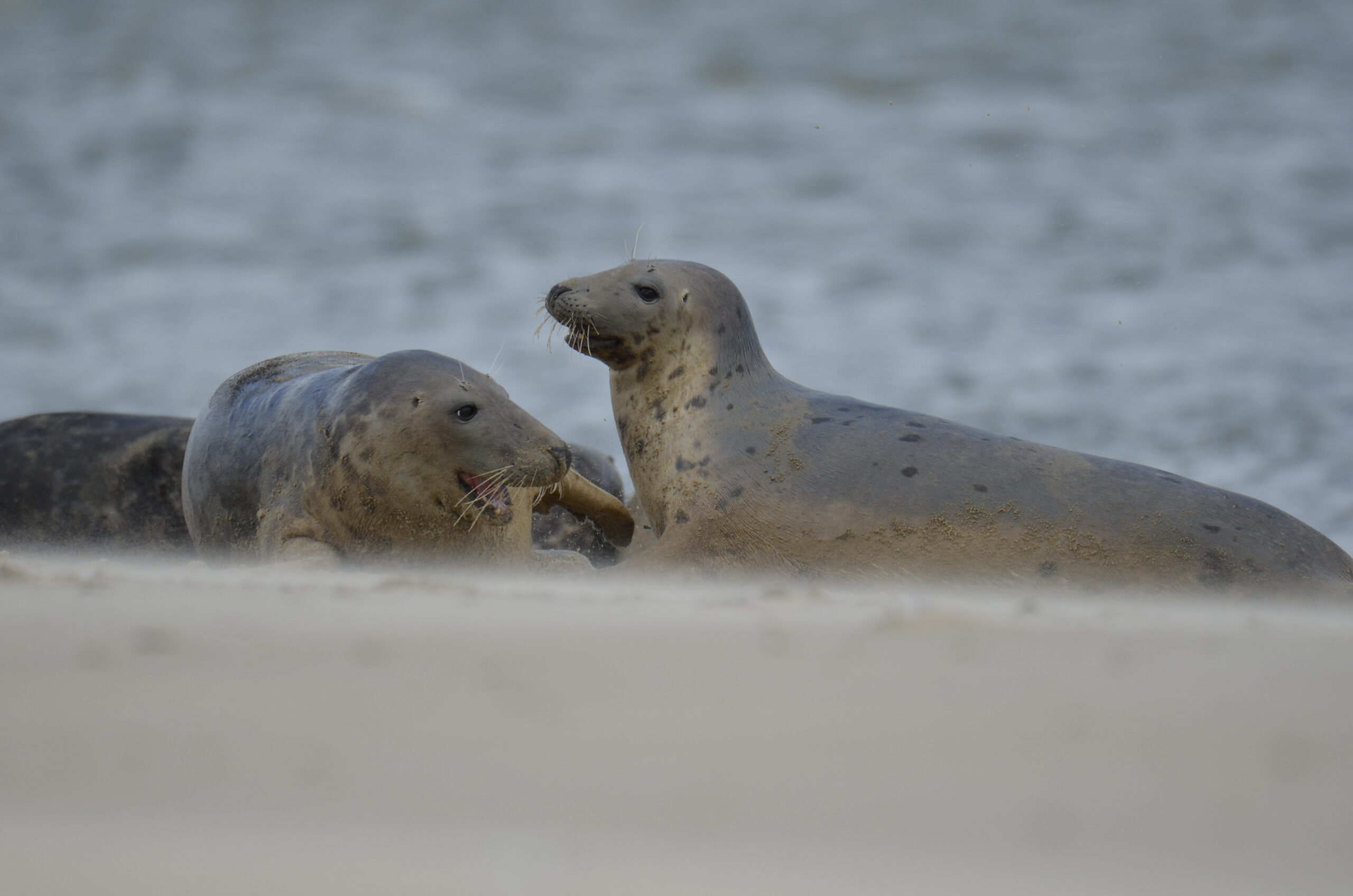 Seal Management and Conservation - ATU Marine and Freshwater Research ...