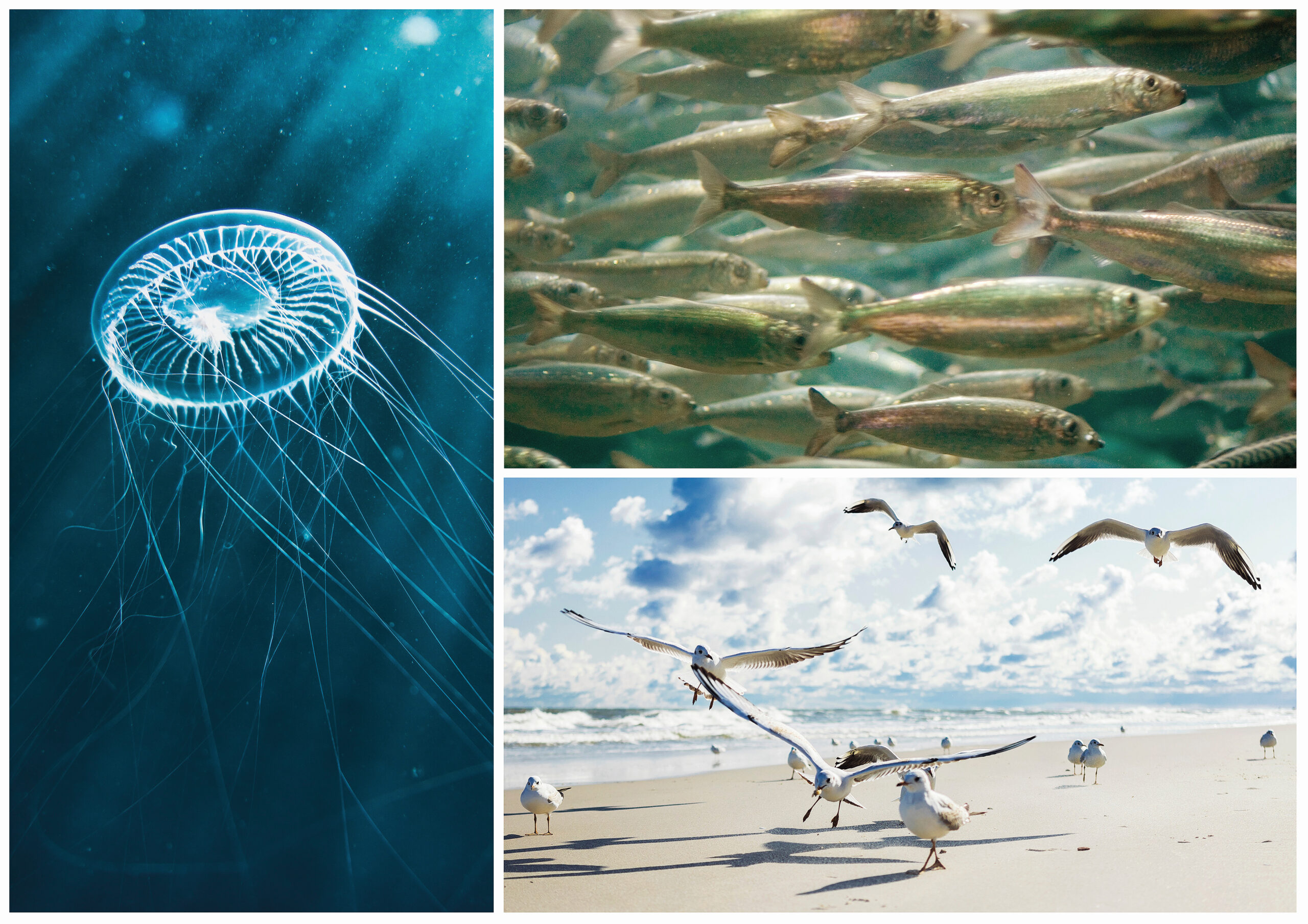 Ecosystem tipping points - ATU Marine and Freshwater Research Centre