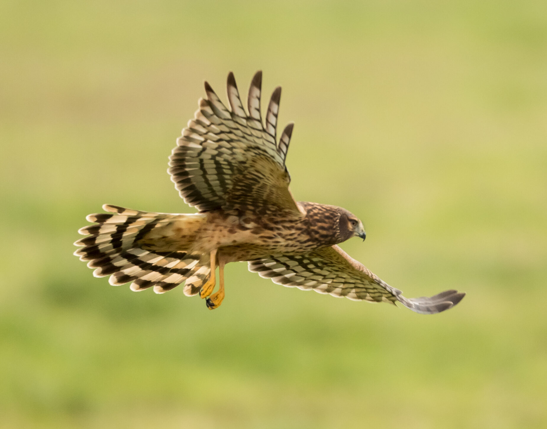 Hen Harrier Project European Innovation Partnership - ATU Marine and ...