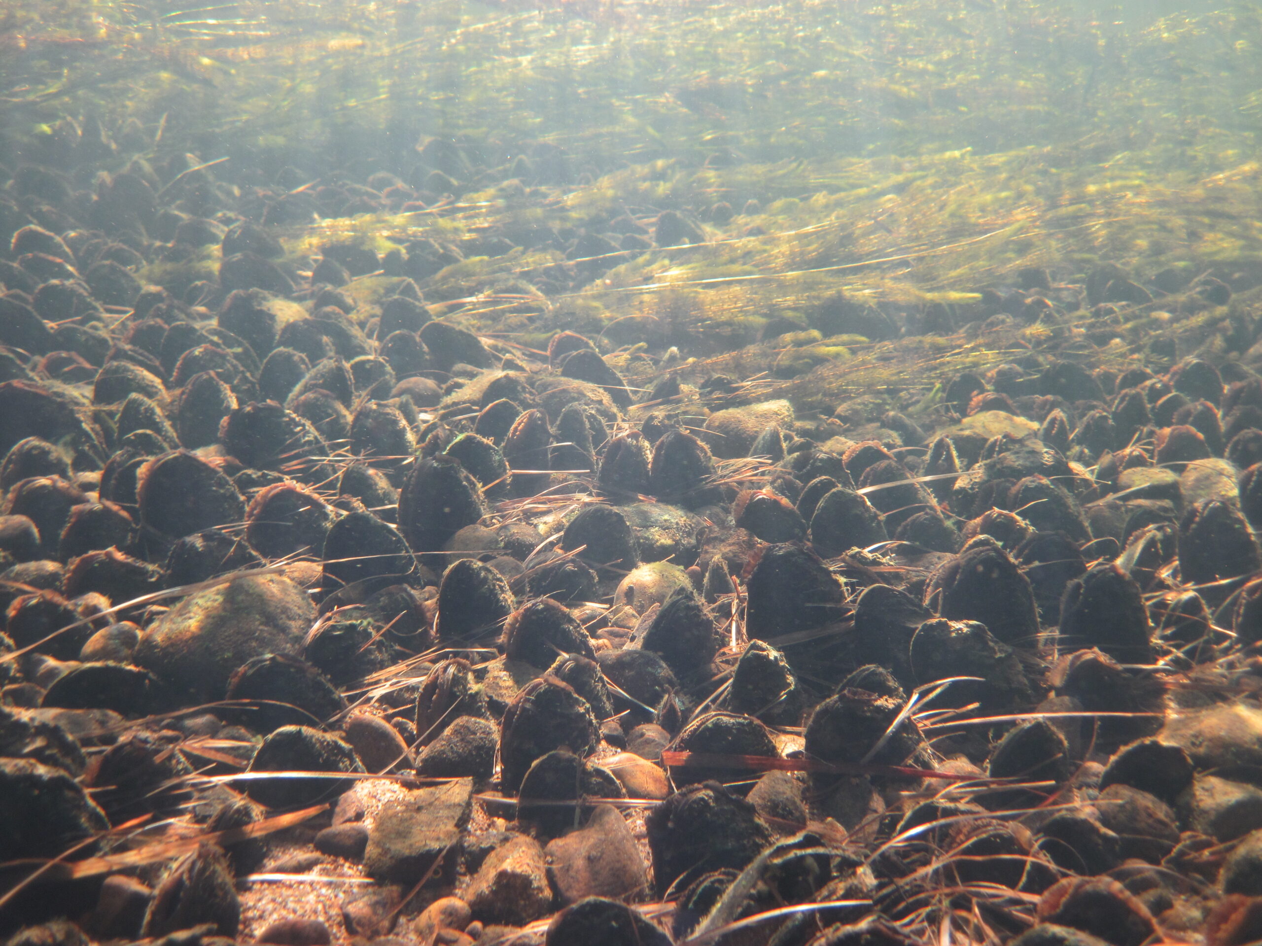 Pearl mussel project European innovation partnership - ATU Marine and ...