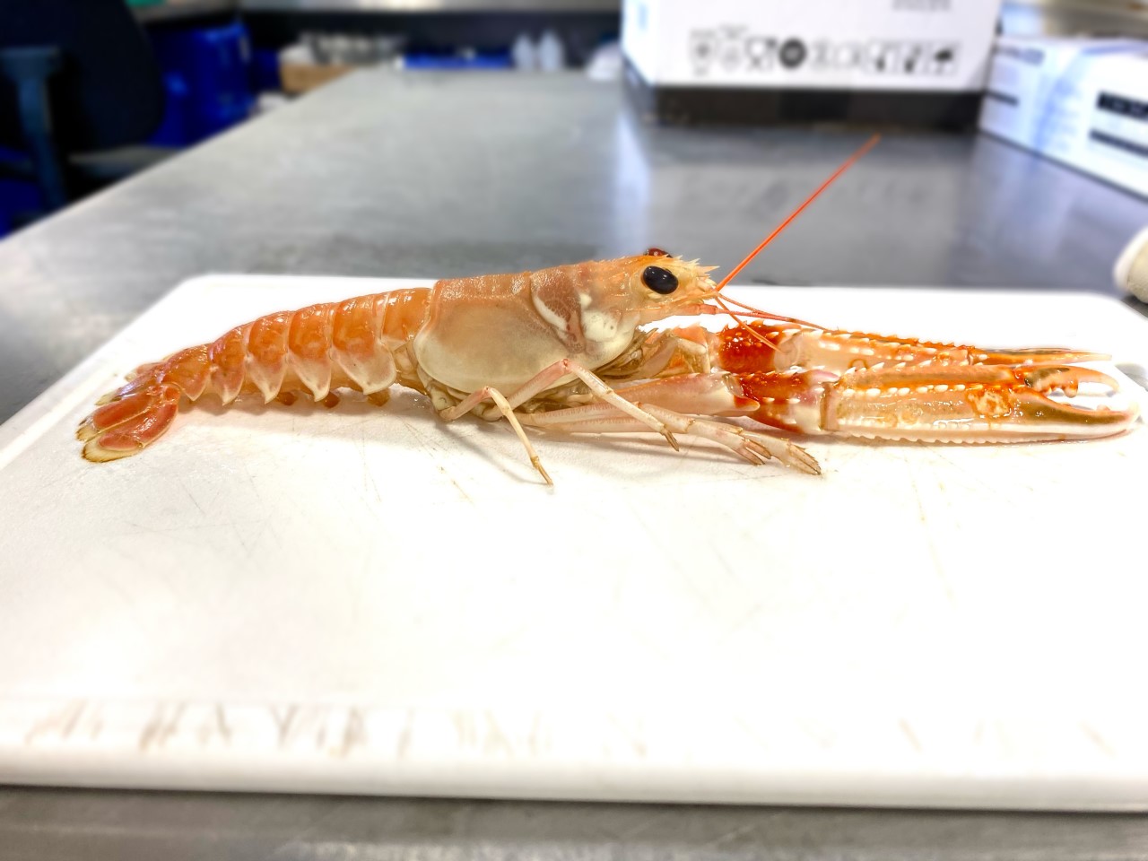 Plastics, Prawns, and Patterns - ATU Marine and Freshwater Research Centre