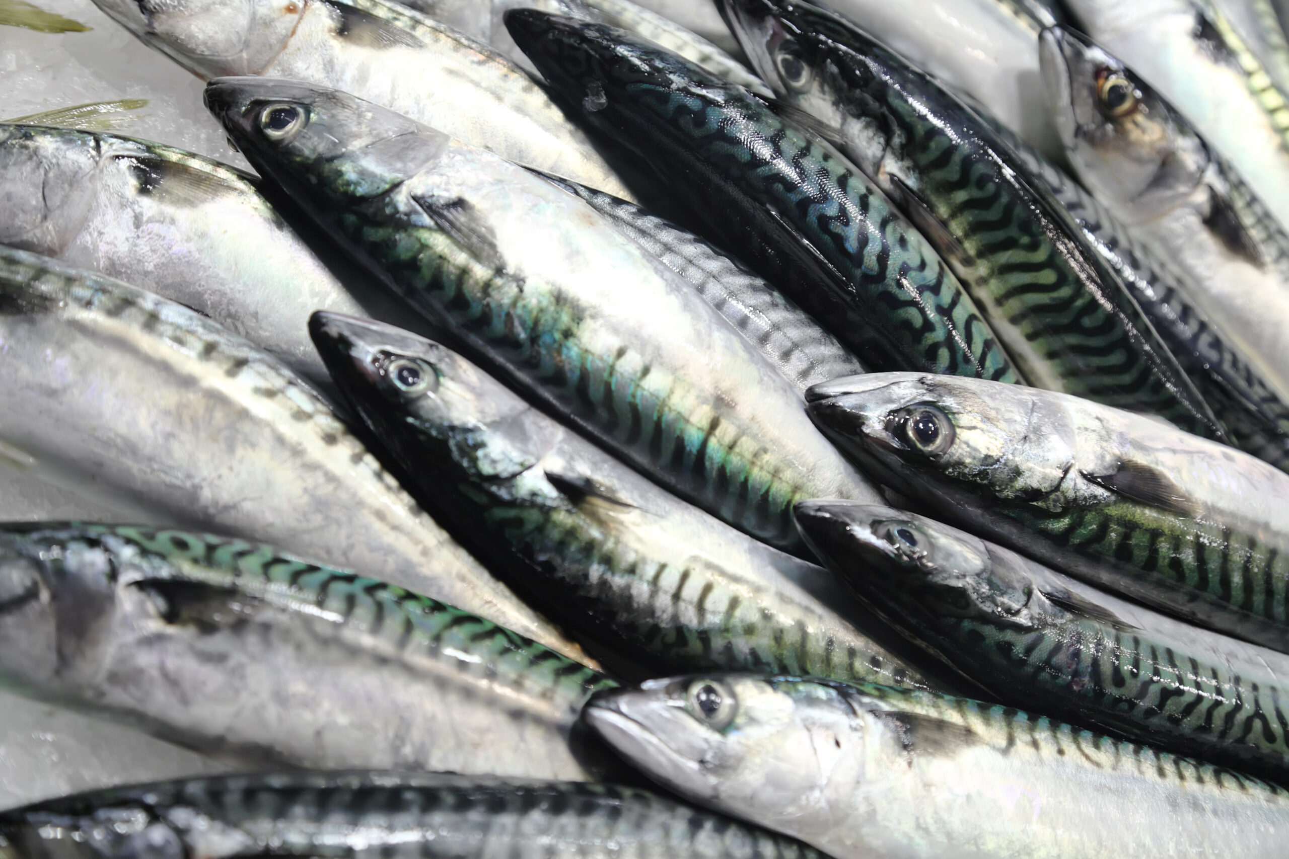 Parasites in Atlantic mackerel - ATU Marine and Freshwater Research Centre
