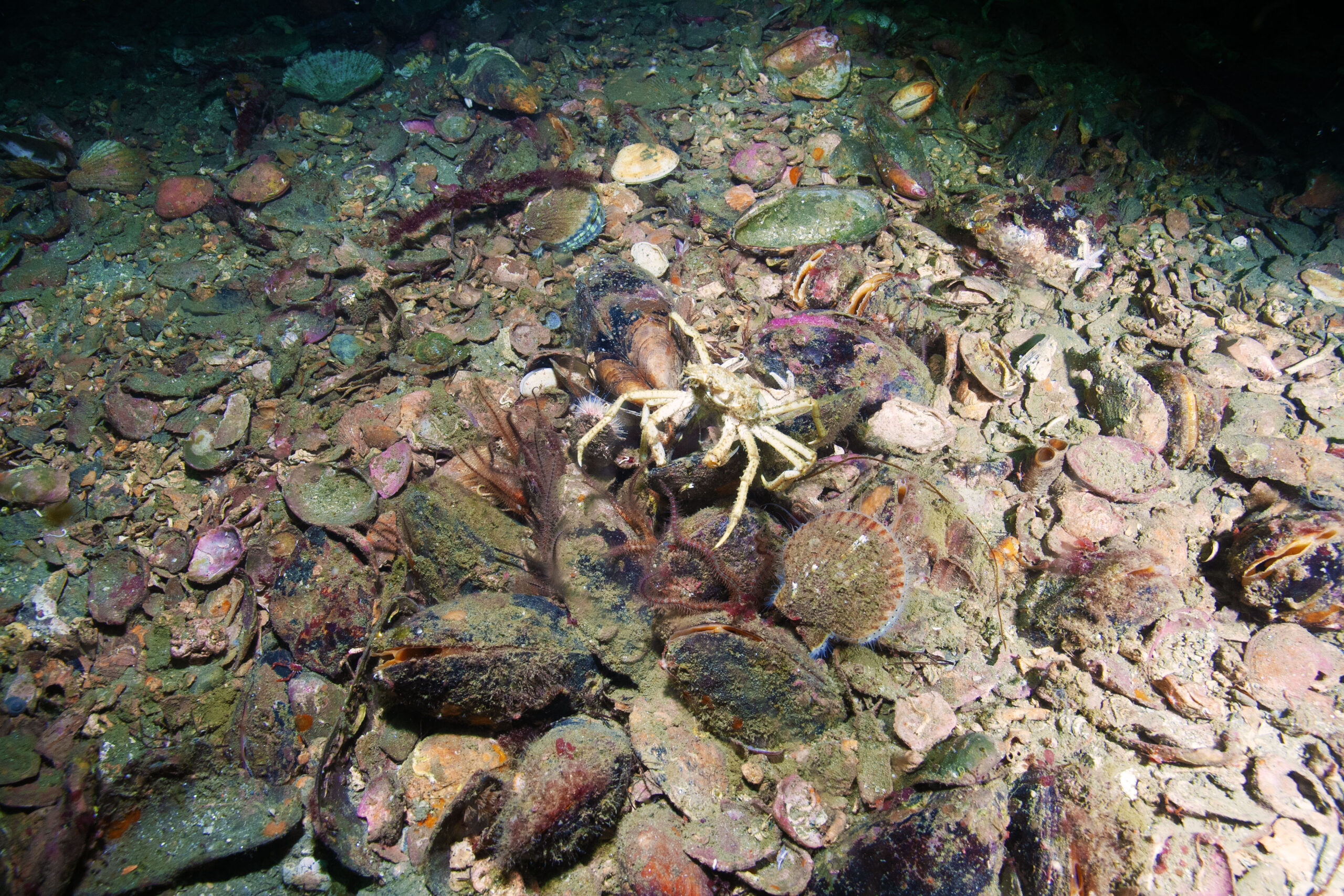 Spatial Distribution, Habitat Suitability and Population Connectivity ...